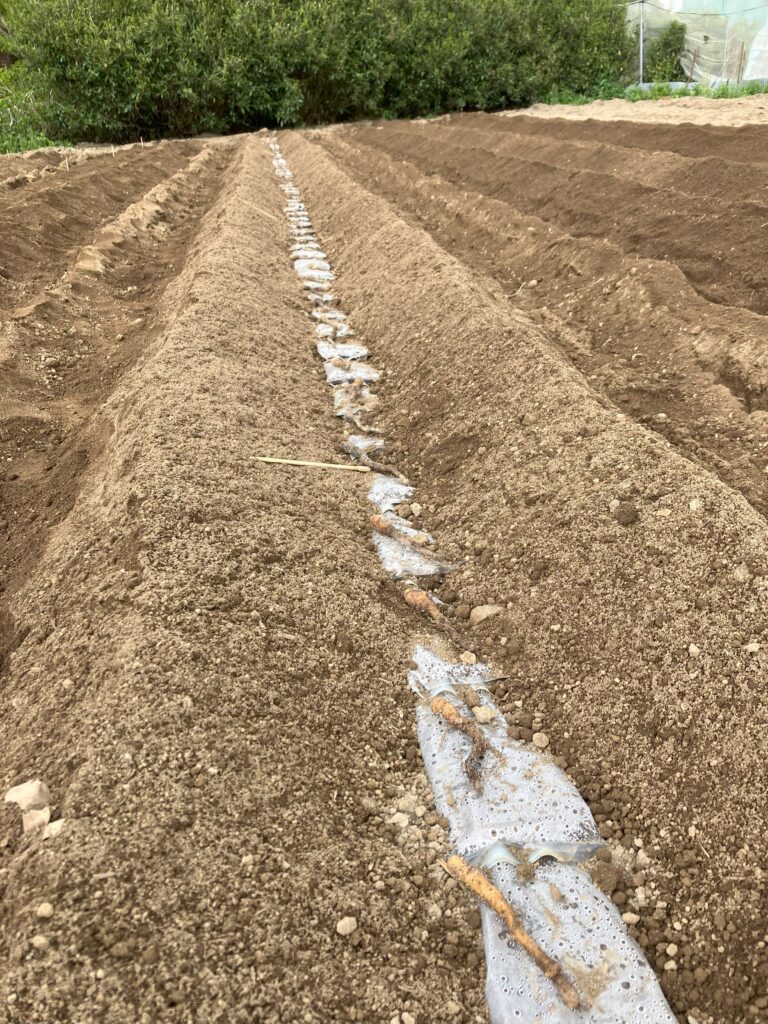 Planting wild Japanese yams. – Japan Shizuoka Private Tour Guide ...